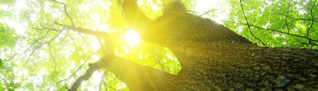 Steve Hardison – The Ultimate Coach