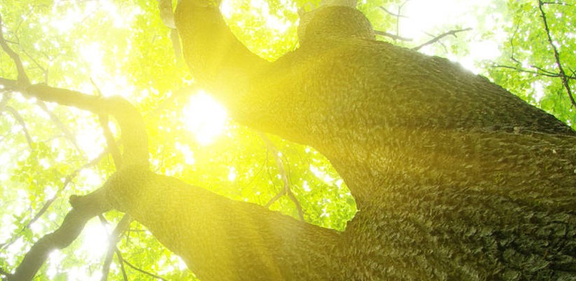 Steve Hardison – The Ultimate Coach